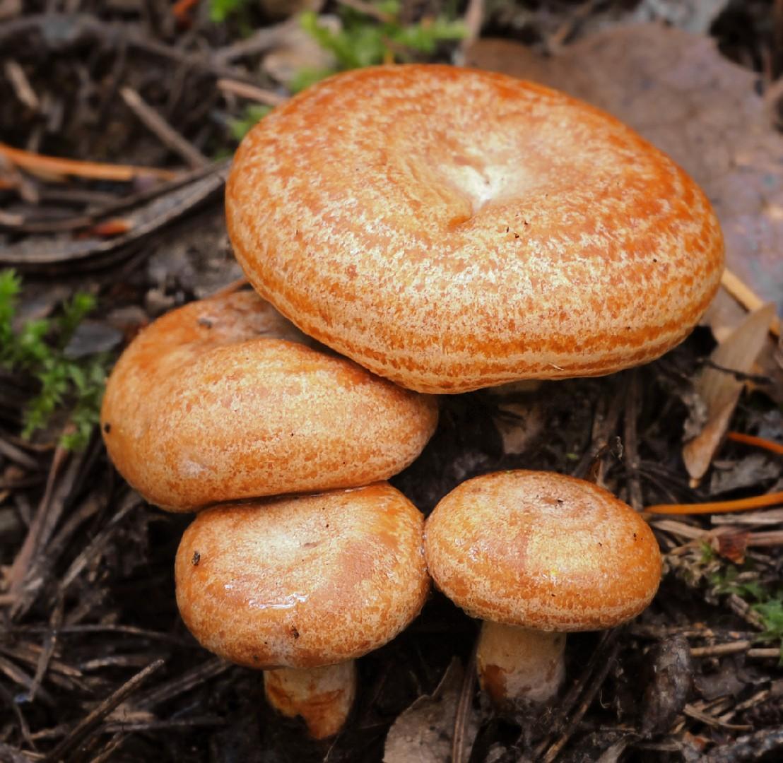 Saffron milk cap (Lactarius deliciosus) — Mushroom Guide | ForwardPlant