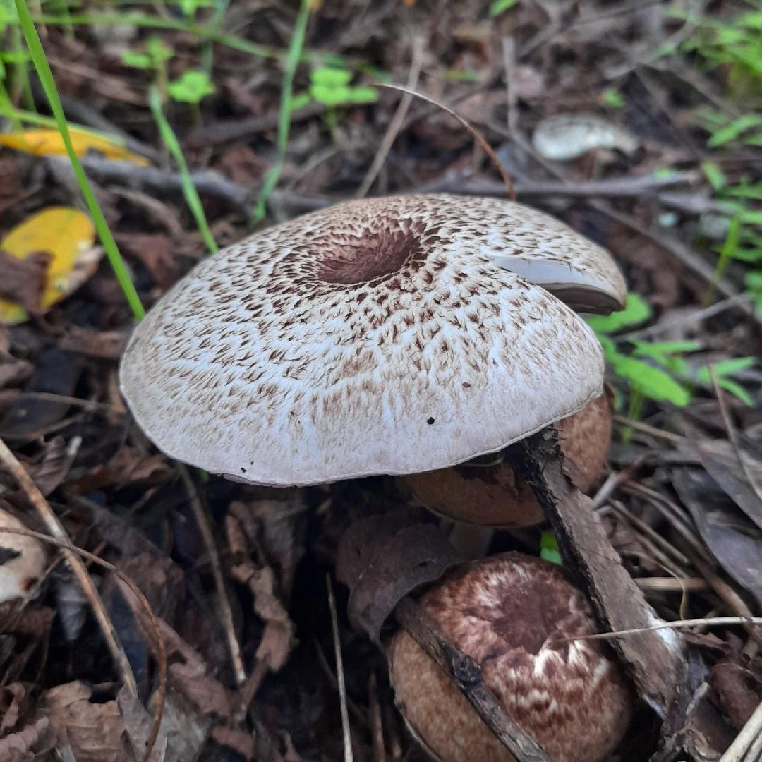 Tufted wood mushroom (Agaricus impudicus) — Mushroom Guide | ForwardPlant