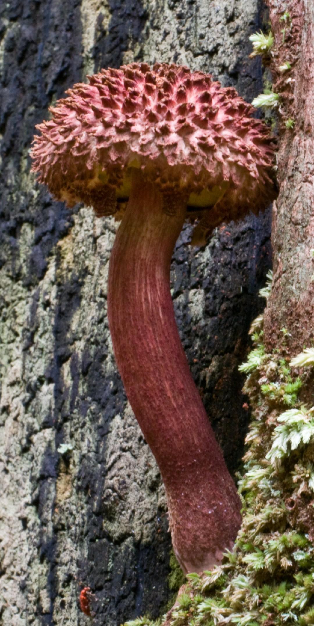 Shaggy cap (Boletellus emodensis) — Mushroom Guide | ForwardPlant