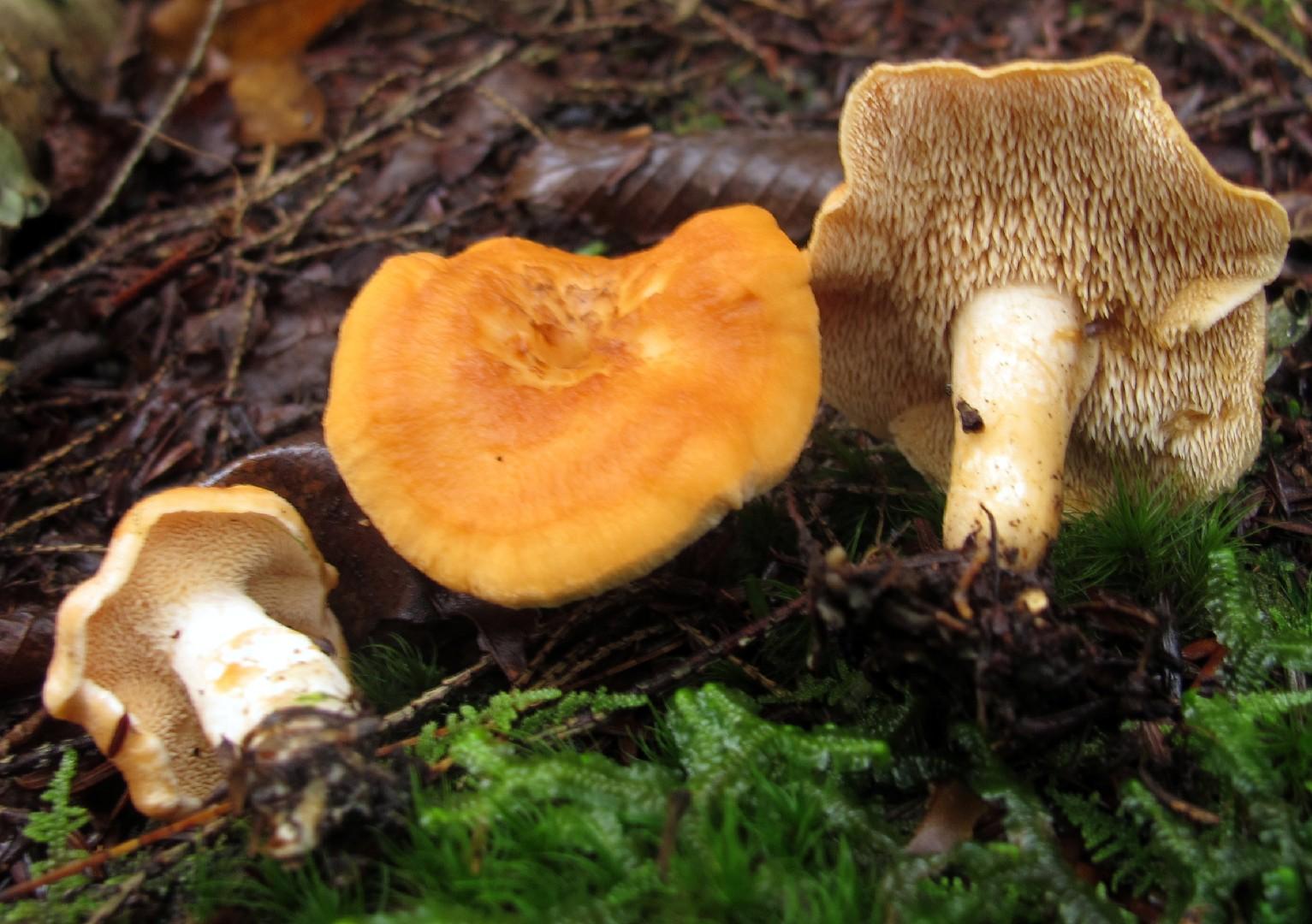 Depressed hedgehog (Hydnum umbilicatum) — Mushroom Guide | PlantJoy