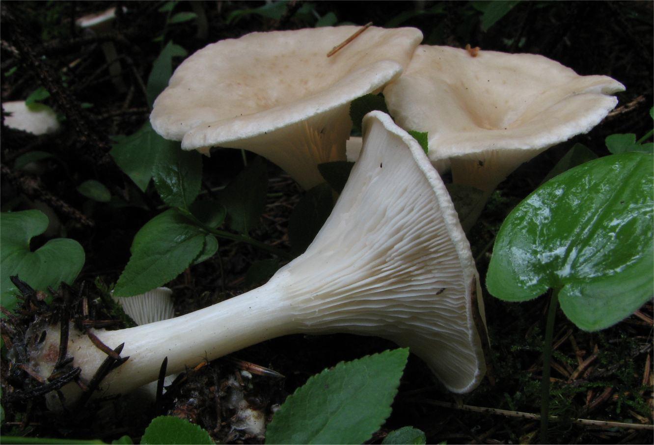 Clitocybe catinus (Clitocybe catinus) — Mushroom Guide | PlantJoy