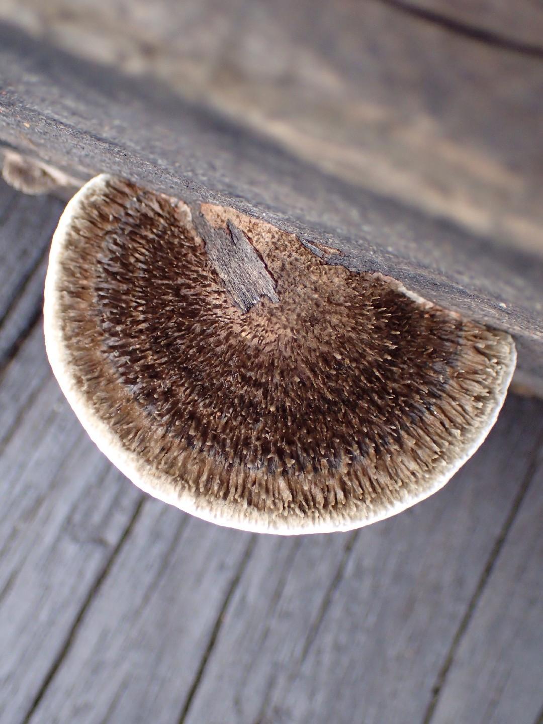 Hairy hexagonia (Hexagonia hydnoides) — Mushroom Guide | ForwardPlant