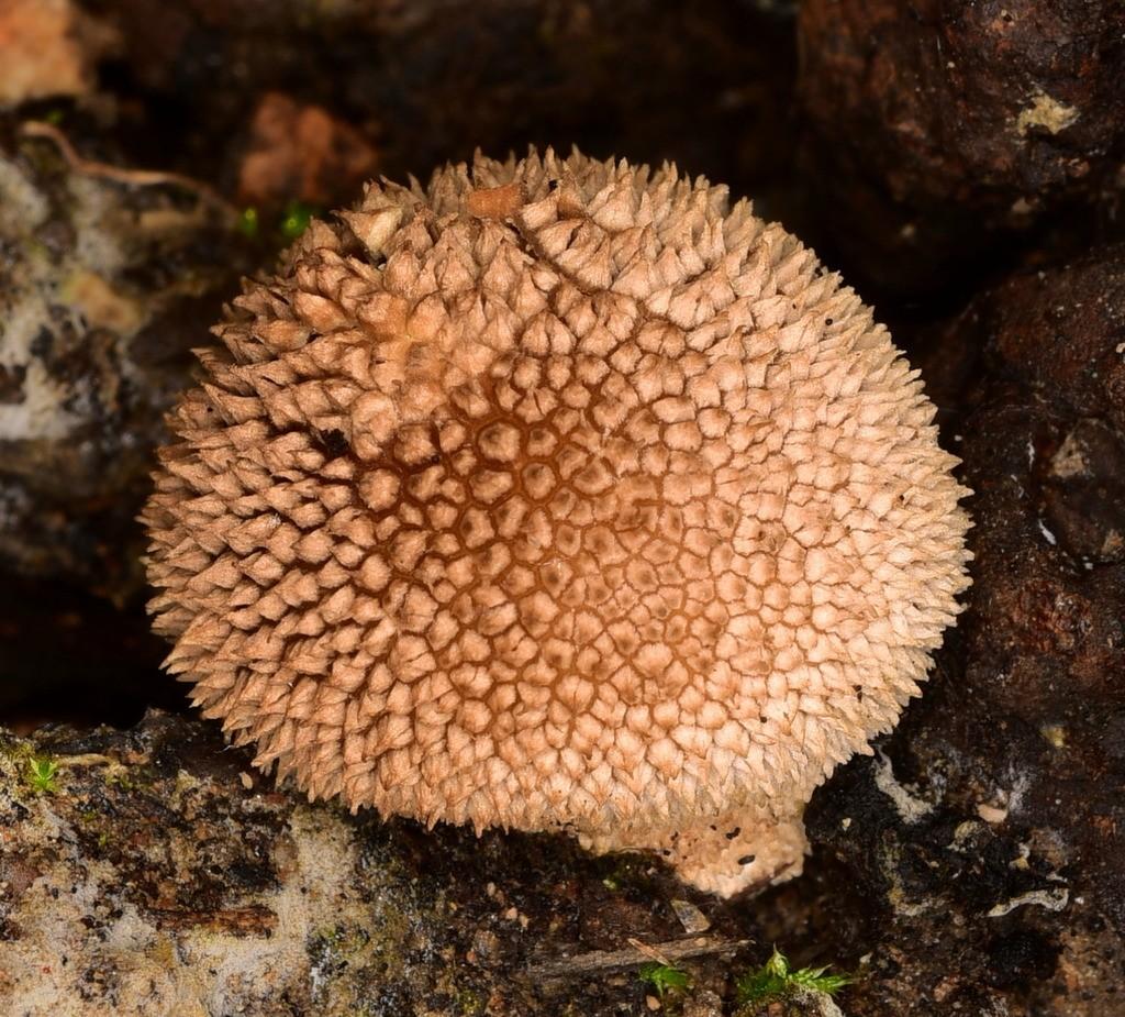 Spiny puffball (Lycoperdon echinatum) — Mushroom Guide | ForwardPlant