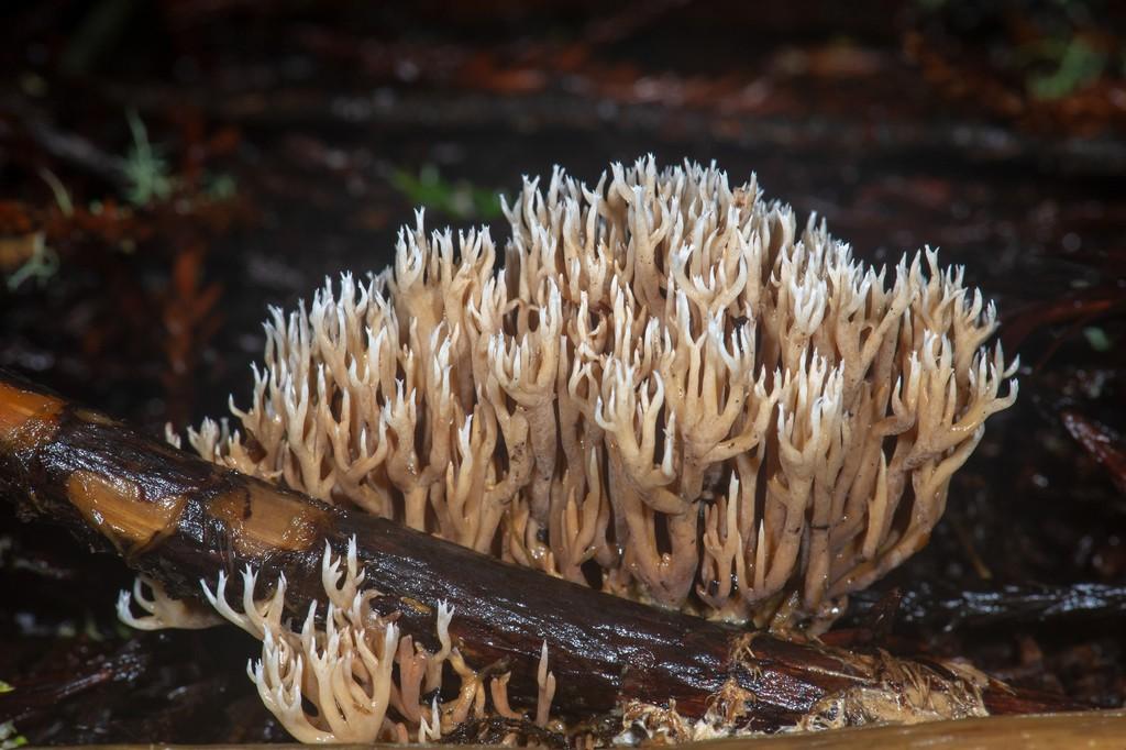 Ramaria pinicola (Ramaria pinicola) — Mushroom Guide | ForwardPlant