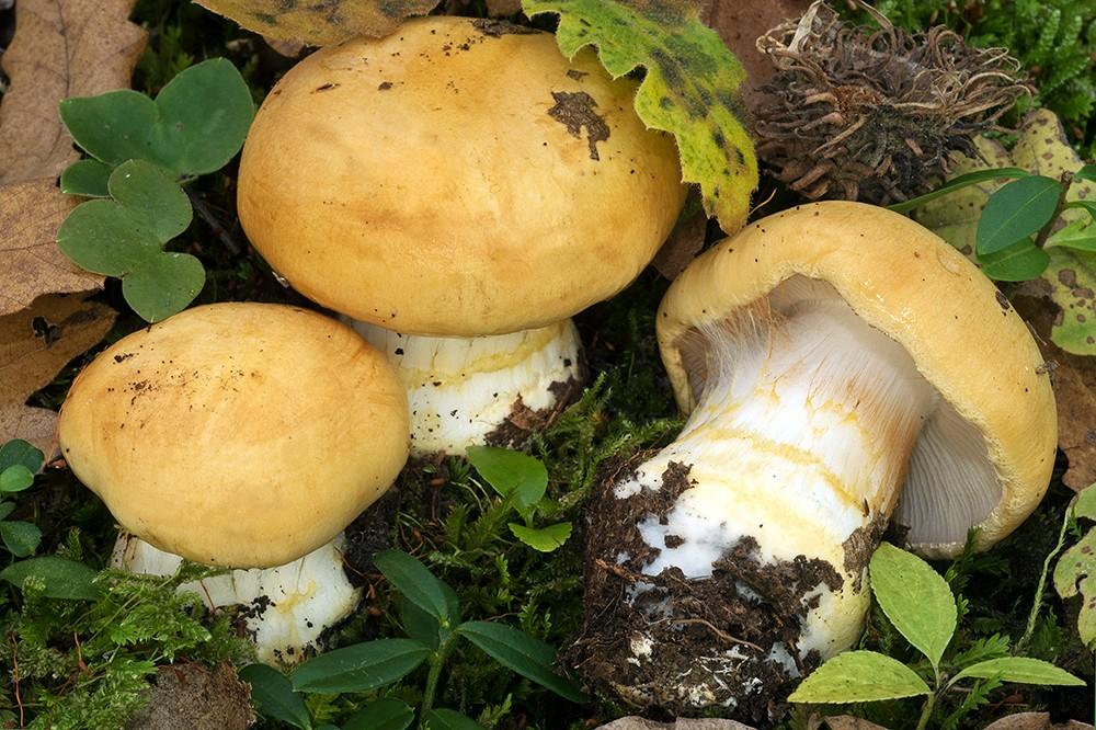 Birch webcap (Cortinarius triumphans) — Mushroom Guide | PlantJoy