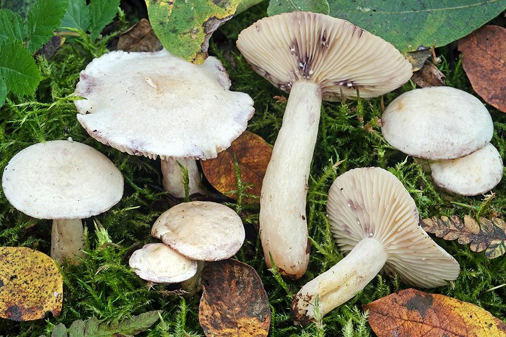 Willow milkcap (Lactarius aspideus) — Mushroom Guide | ForwardPlant