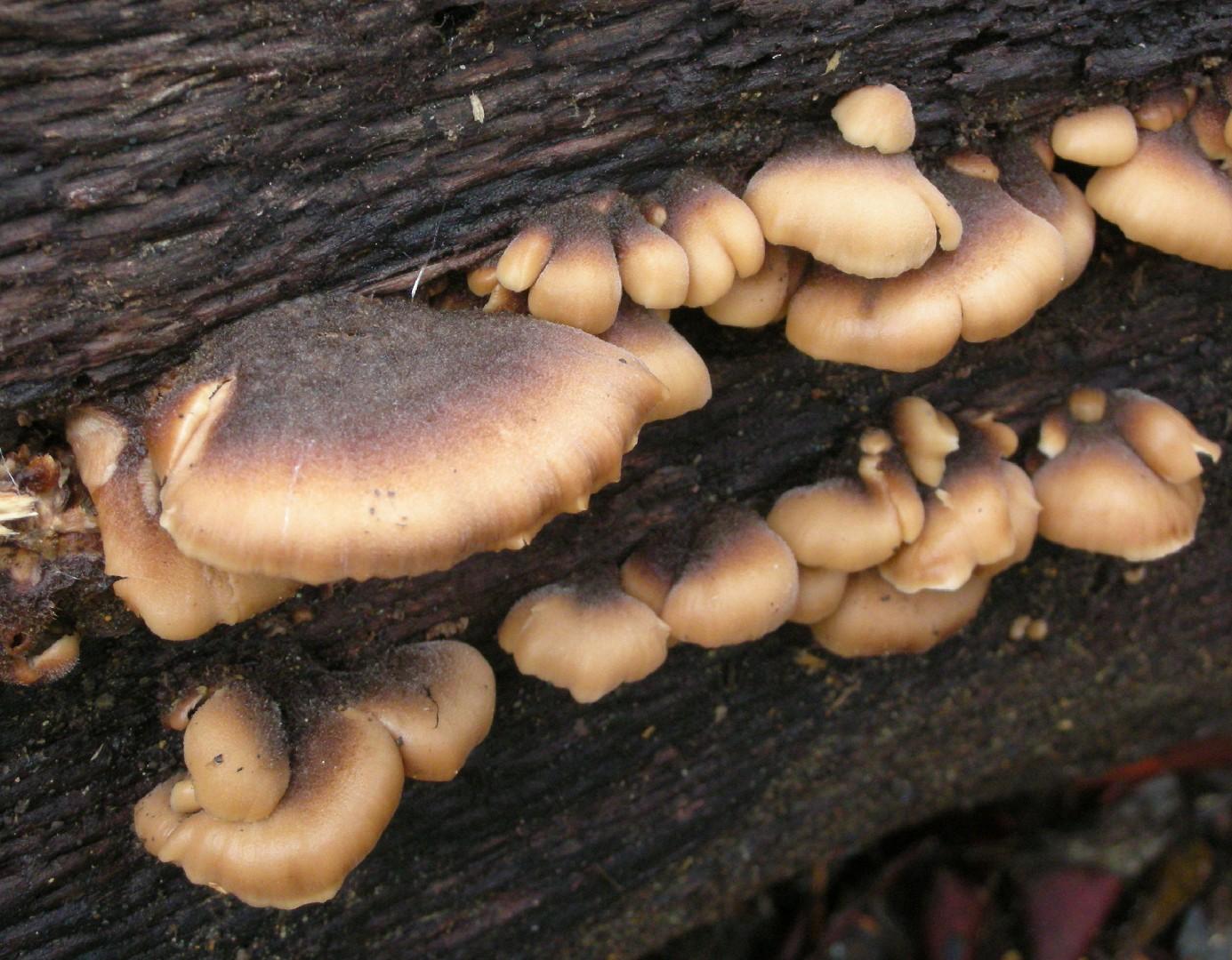 Bear lentinus (Lentinellus ursinus) — Mushroom Guide | ForwardPlant