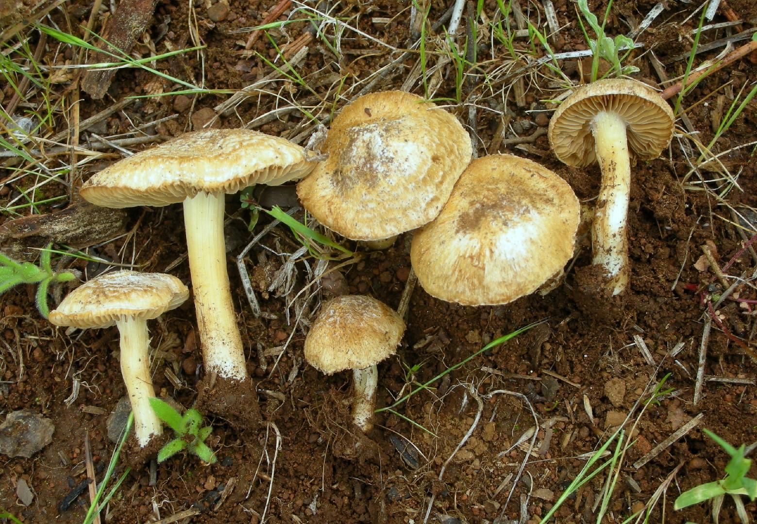 Inocybe chelanensis (Inocybe chelanensis) — Mushroom Guide | PlantJoy