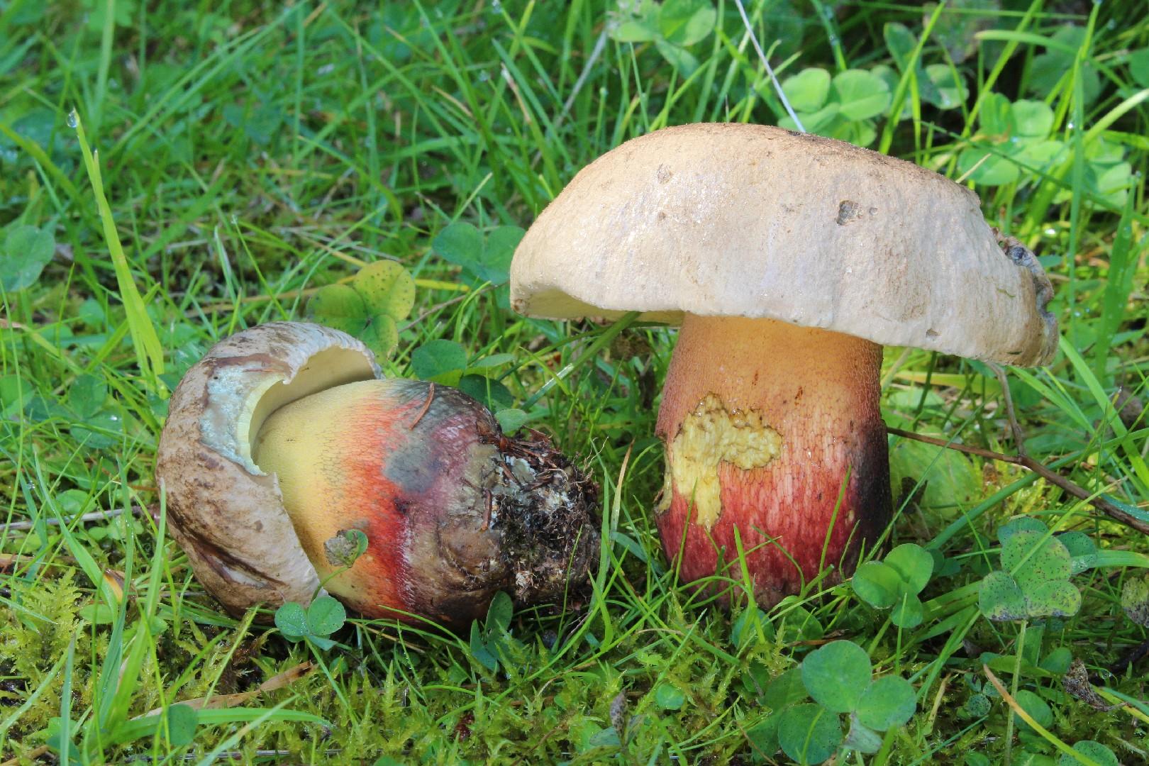 Bitter beech bolete (Caloboletus calopus) — Mushroom Guide | ForwardPlant