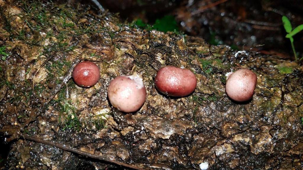 Lycoperdon fuligineum (Lycoperdon fuligineum) — Mushroom Guide | PlantJoy