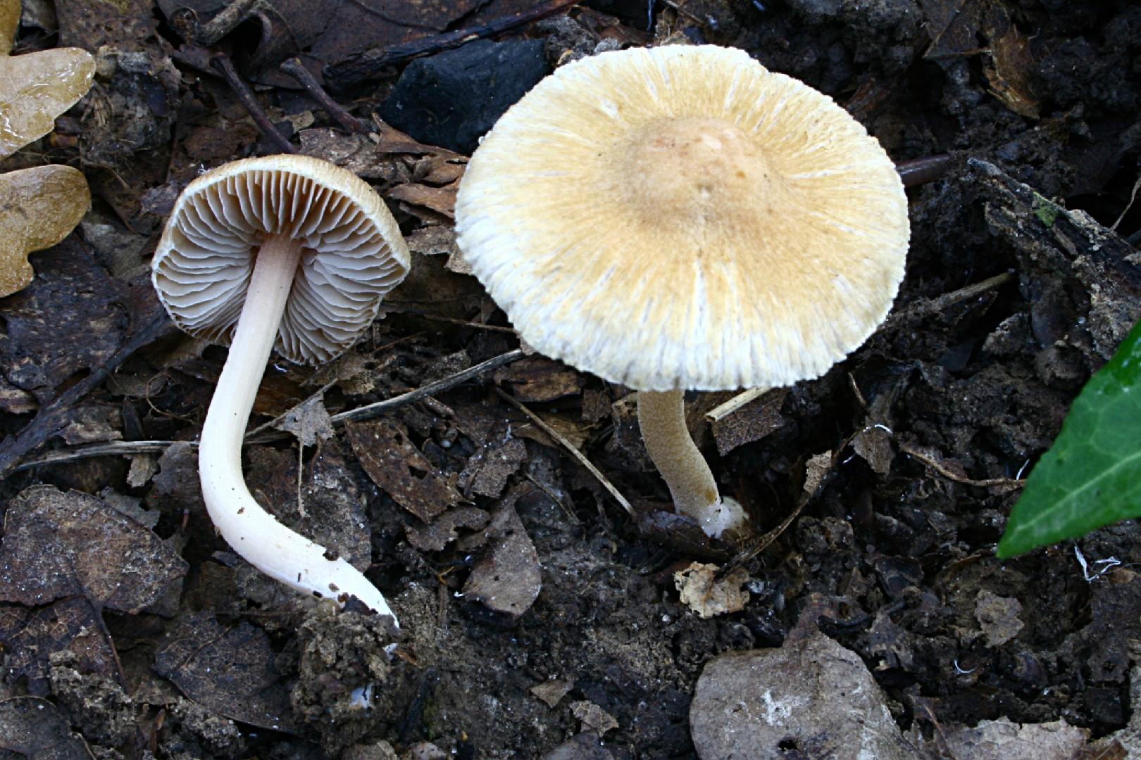 Inocybe hirtella (Inocybe hirtella) — Mushroom Guide | PlantJoy