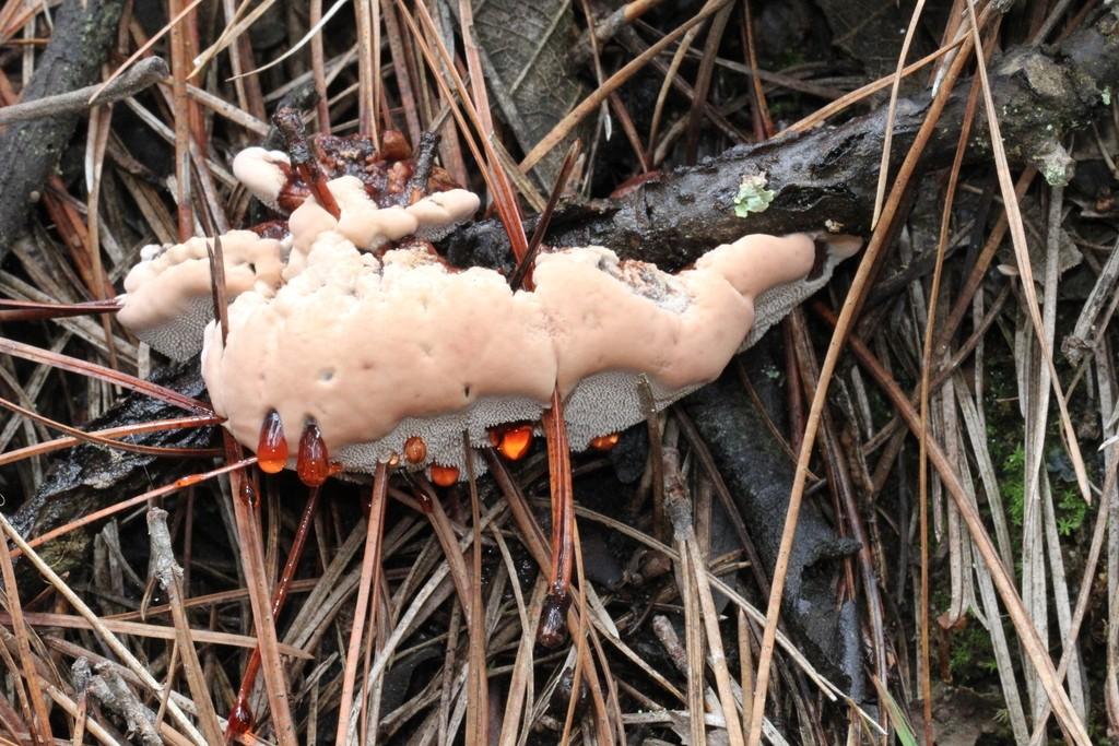 Mealy tooth (Hydnellum ferrugineum) — Mushroom Guide | ForwardPlant