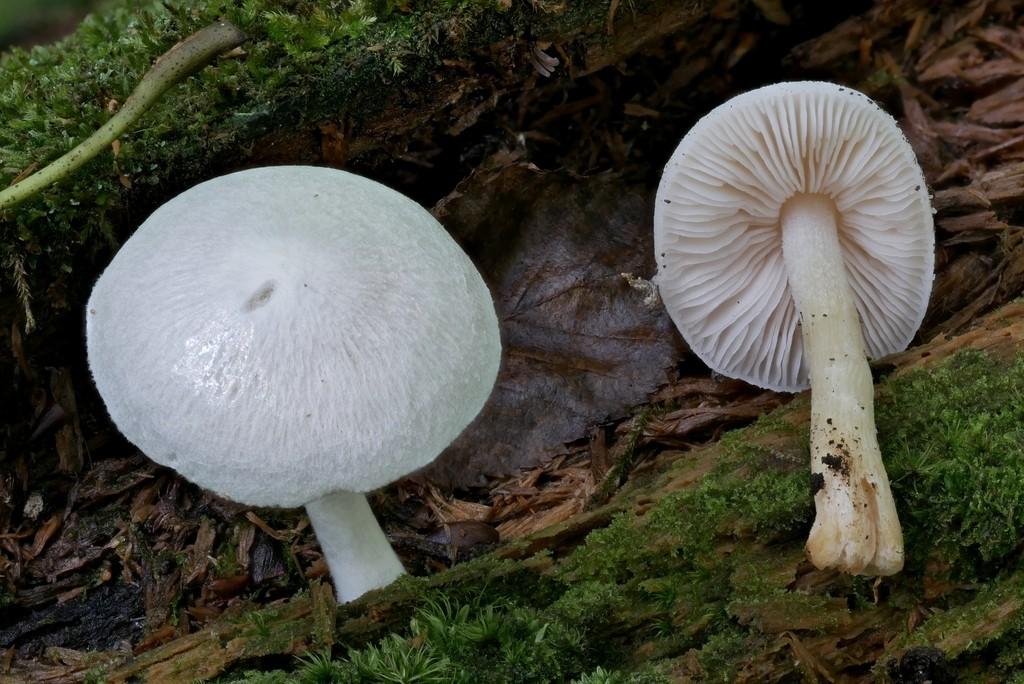 Pluteus tomentosulus (Pluteus tomentosulus) — Mushroom Guide | ForwardPlant