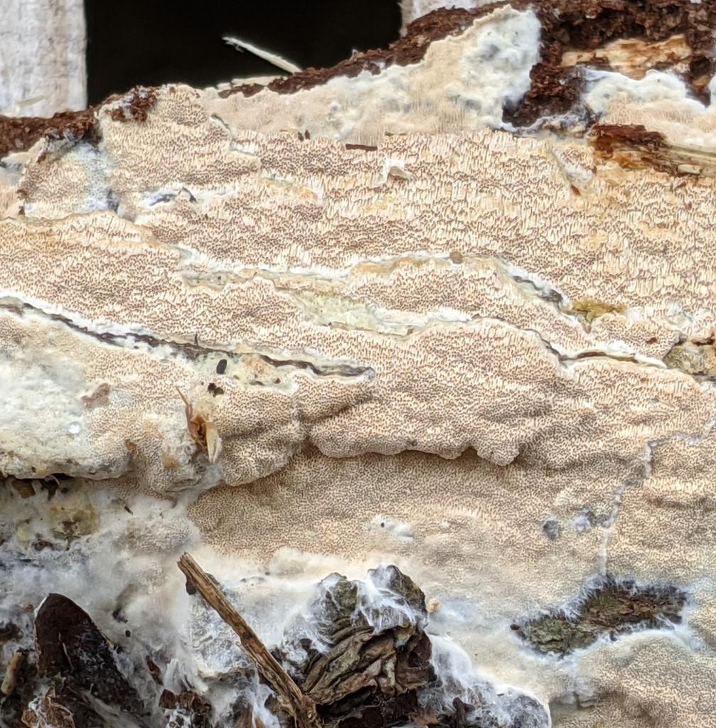 Ceriporiopsis mucida (Ceriporiopsis mucida) — Mushroom Guide | PlantJoy