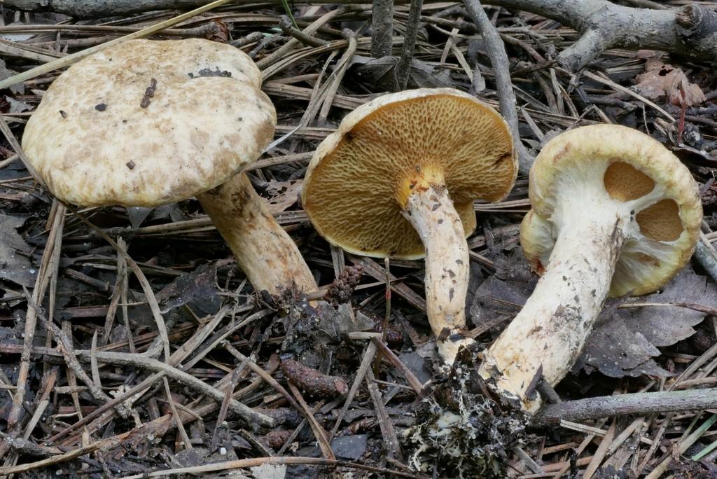 Suillus decipiens (Suillus decipiens) — Mushroom Guide | ForwardPlant