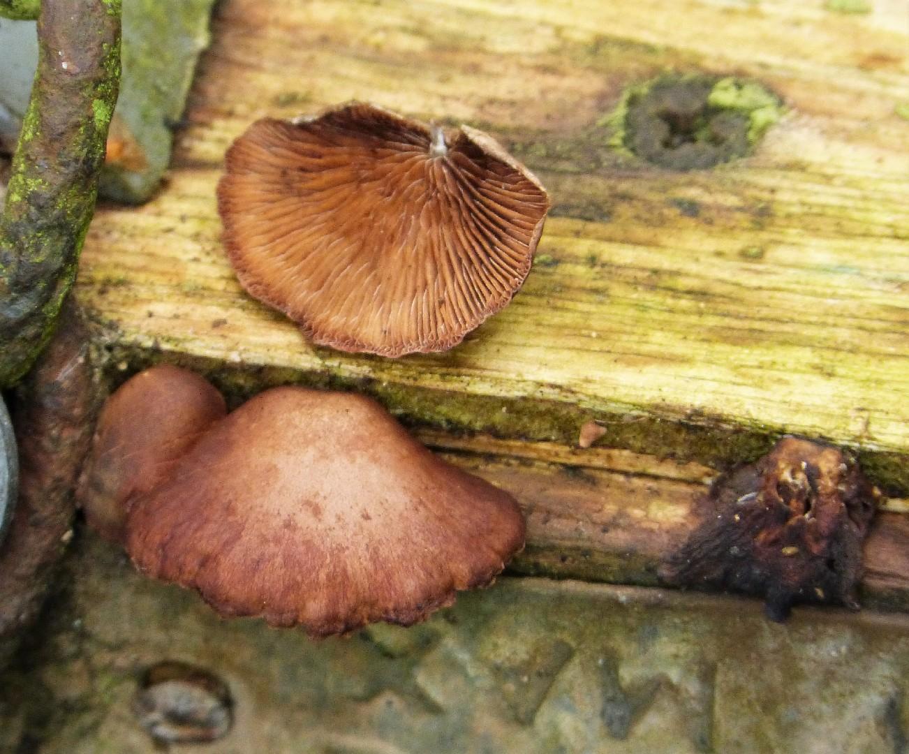 Deconica horizontalis (Deconica horizontalis) — Mushroom Guide ...