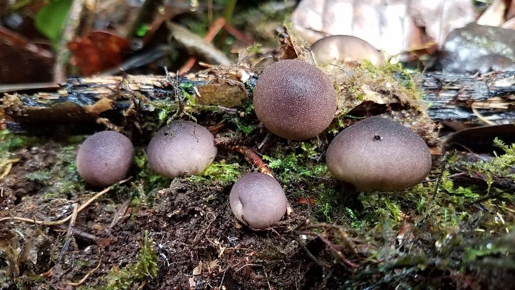 Lycoperdon fuligineum (Lycoperdon fuligineum) — Mushroom Guide | PlantJoy