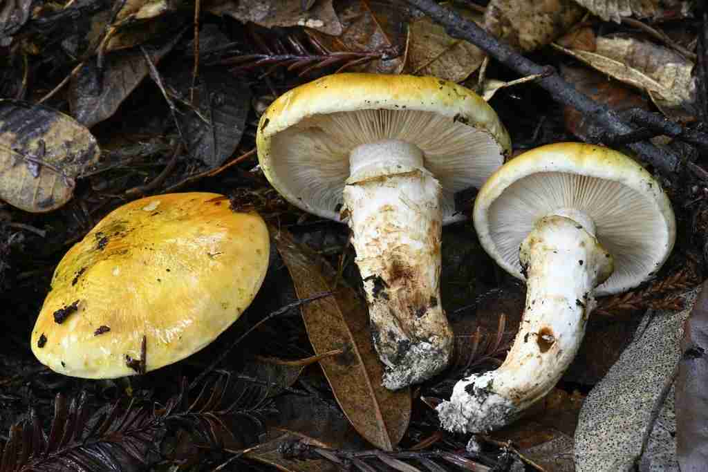 Fetid armillaria (Tricholoma zelleri) — Mushroom Guide | ForwardPlant