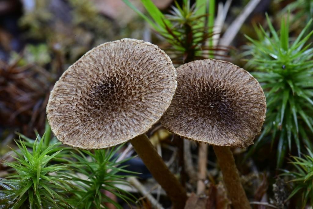 Inocybe leptophylla (Inocybe leptophylla) — Mushroom Guide | PlantJoy