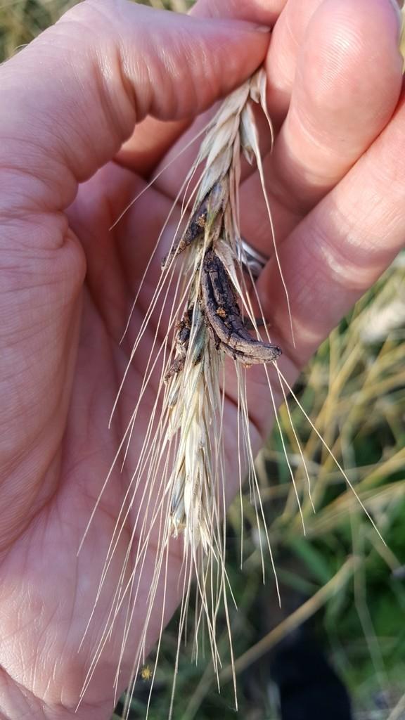 Ergot (Claviceps purpurea) — Mushroom Guide | ForwardPlant