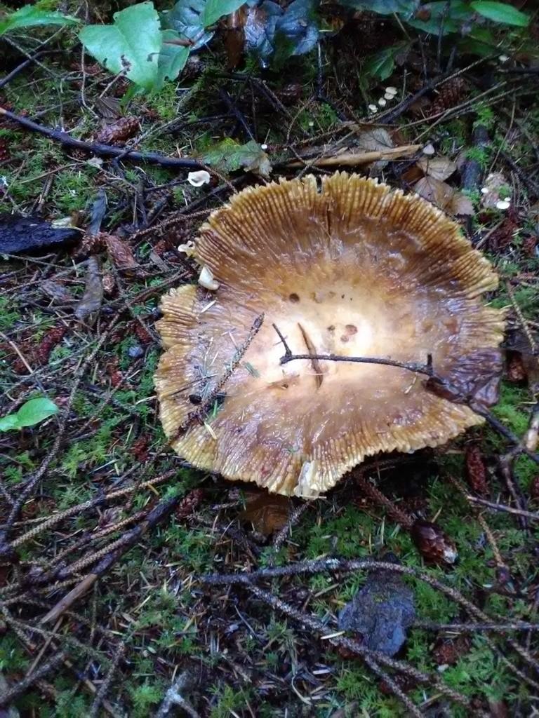 Russula fragrantissima (Russula fragrantissima) — Mushroom Guide | PlantJoy