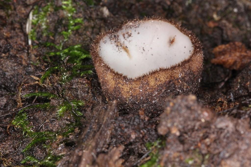 Hairy fairy cup (Humaria hemisphaerica) — Mushroom Guide | PlantJoy