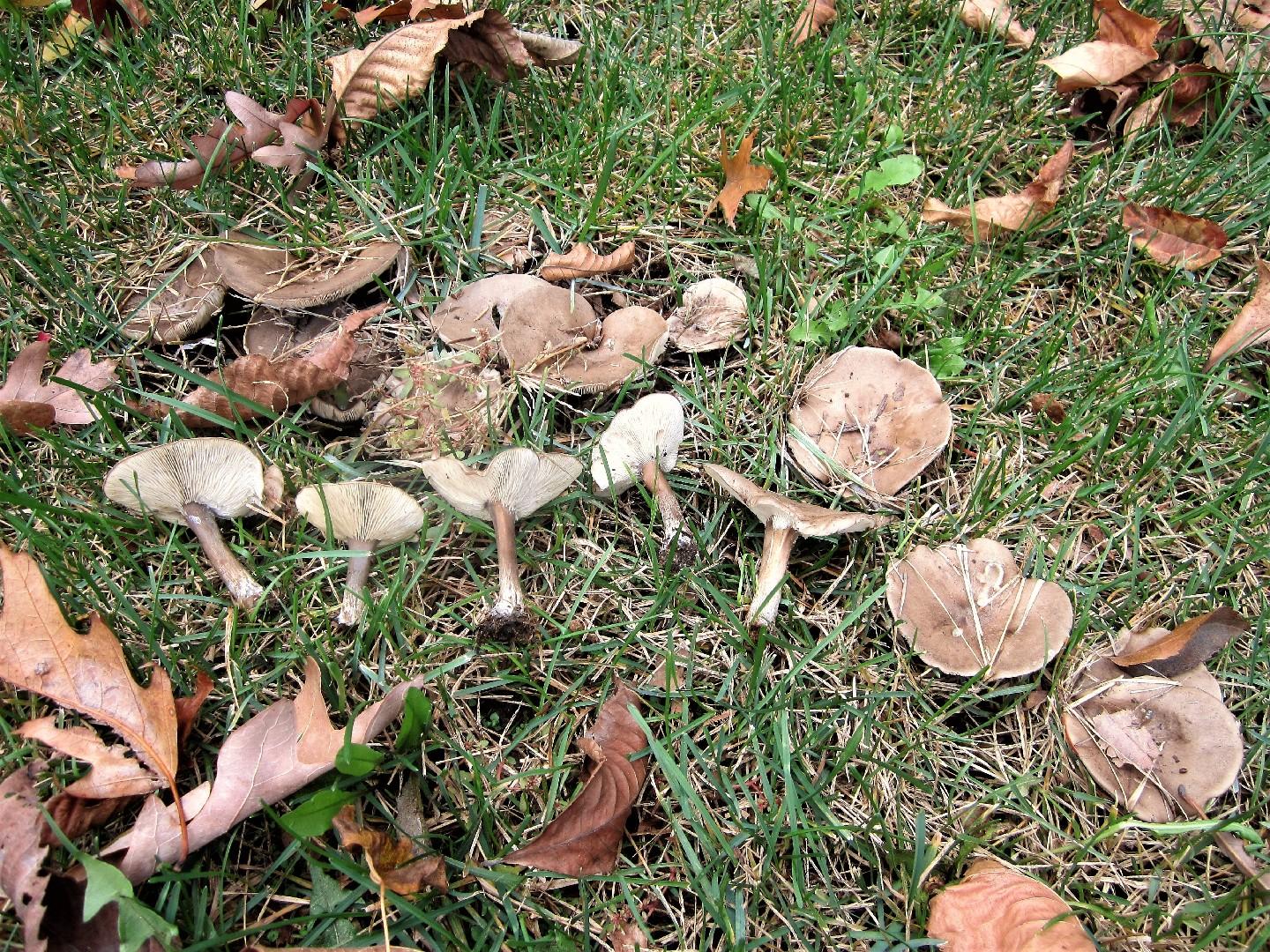 Stunted cavalier (Melanoleuca brevipes) — Mushroom Guide | ForwardPlant