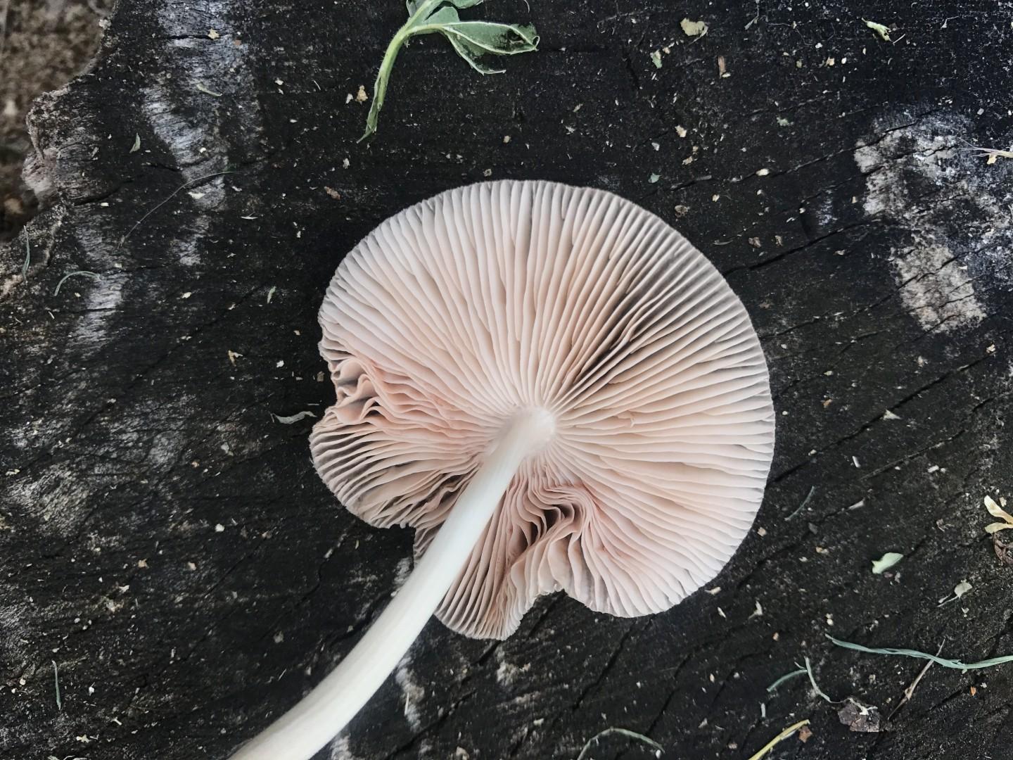 Pleated pluteus (Pluteus longistriatus) — Mushroom Guide | PlantJoy