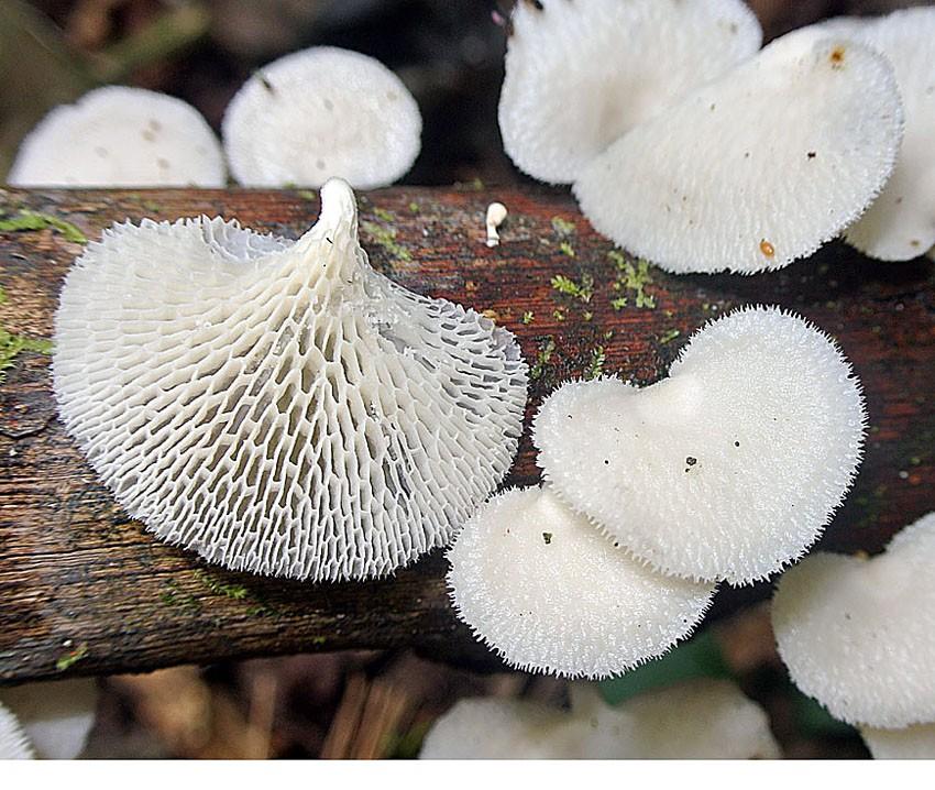 Tropical white polypore (Favolus tenuiculus) — Mushroom Guide ...