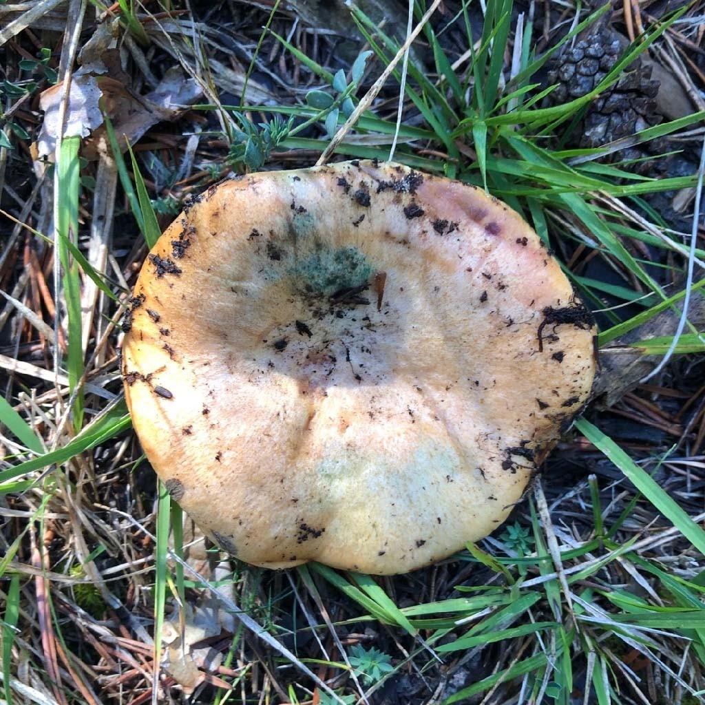 Bloody milk cap (Lactarius sanguifluus) — Mushroom Guide | ForwardPlant