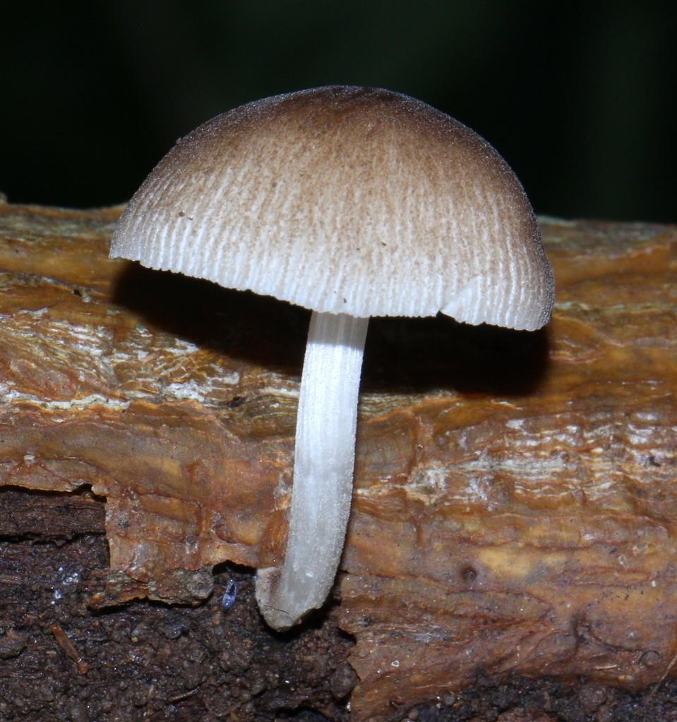 Pleated pluteus (Pluteus longistriatus) — Mushroom Guide | PlantJoy