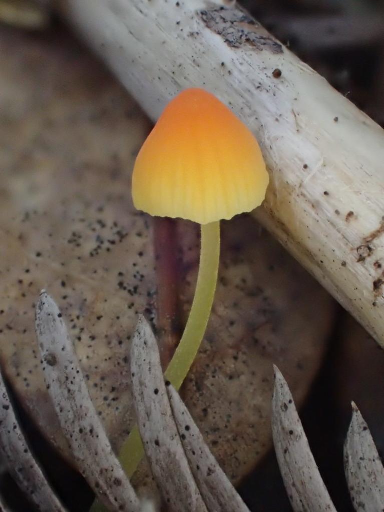 Orange bonnet (Mycena acicula) — Mushroom Guide | ForwardPlant