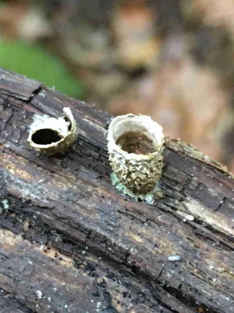 Jellied bird's nest fungus (Nidula candida) — Mushroom Guide | ForwardPlant
