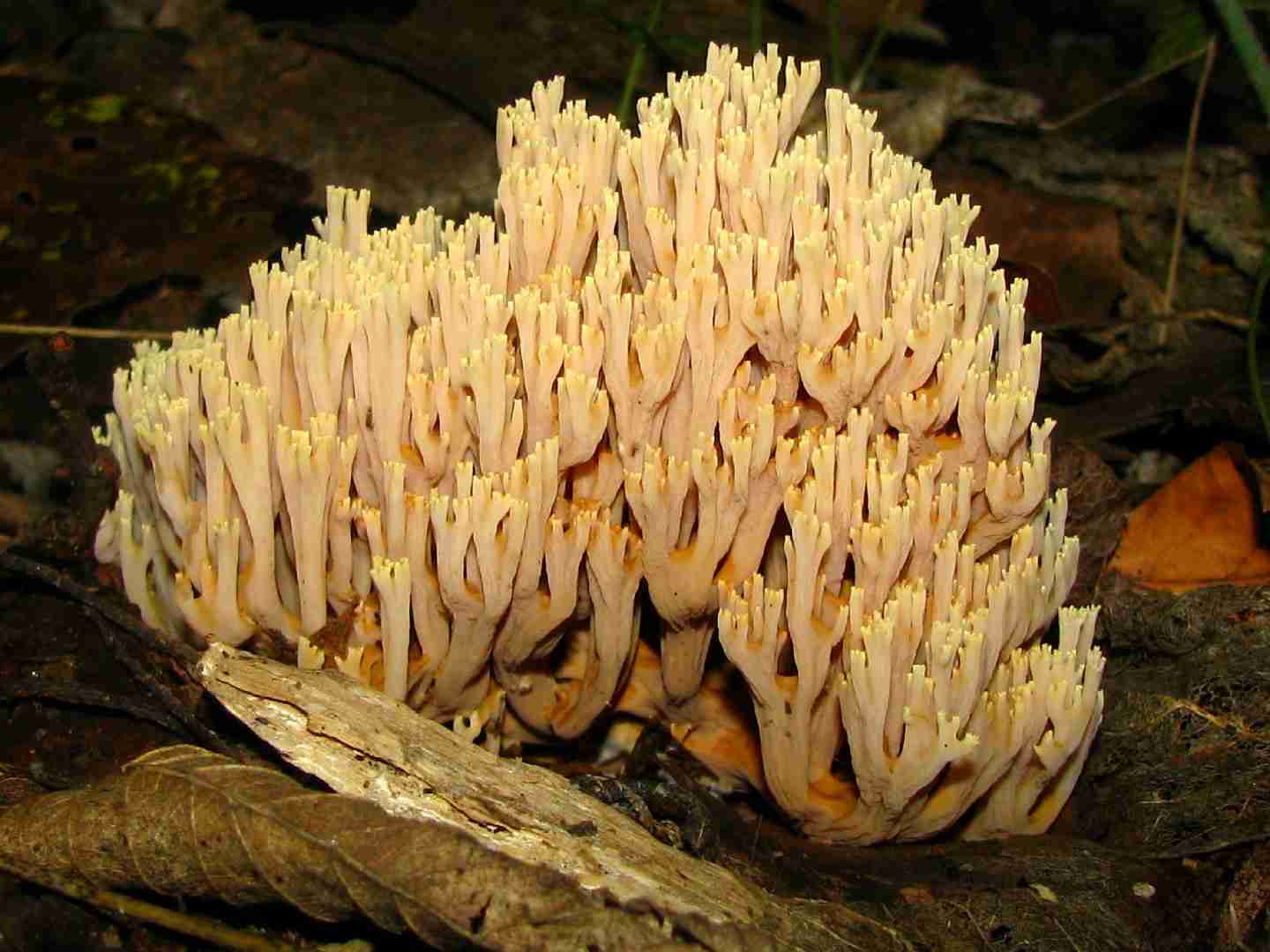 Upright coral (Ramaria stricta) — Mushroom Guide | ForwardPlant
