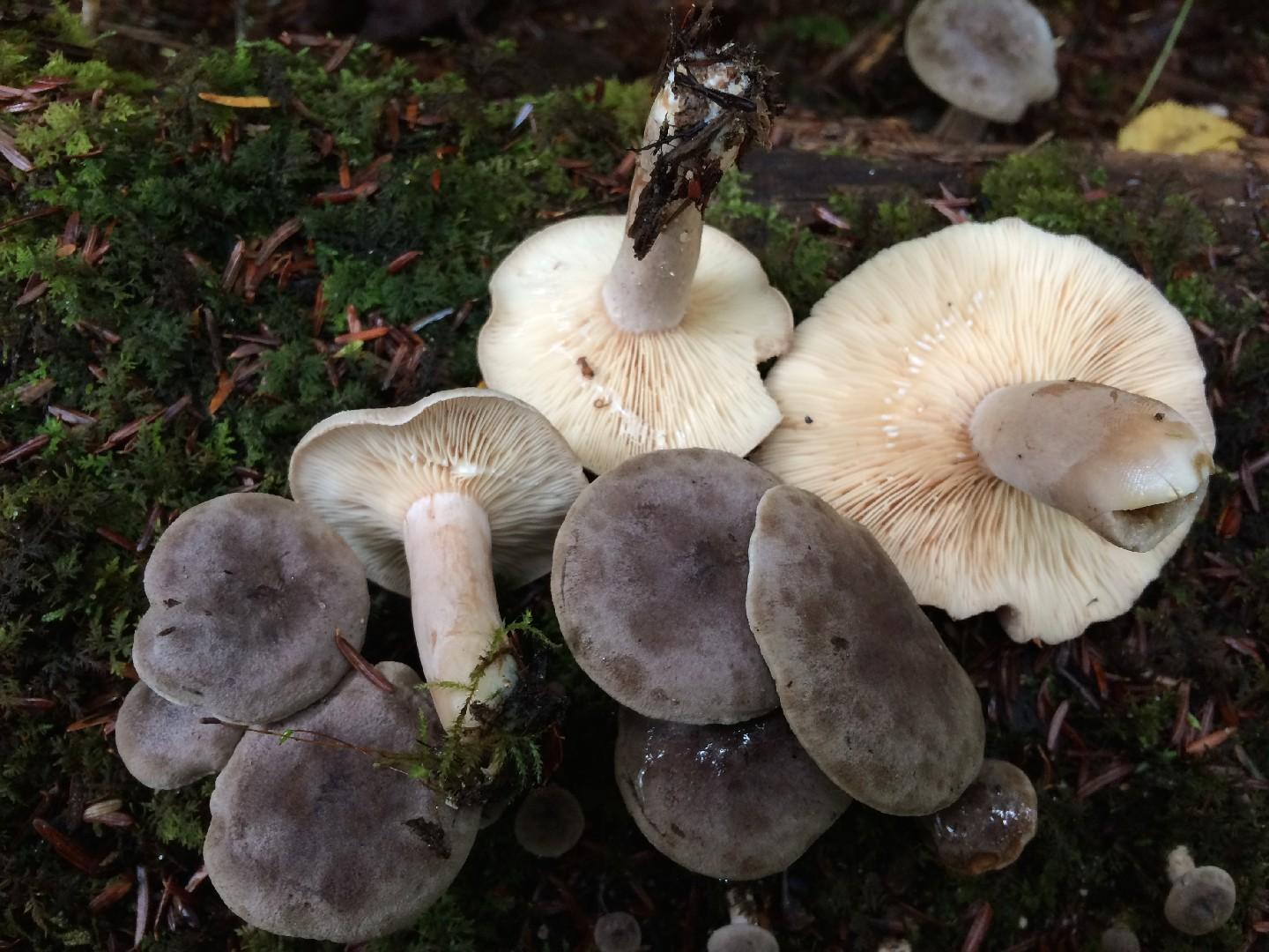 Pap milkcap (Lactarius mammosus) — Mushroom Guide | PlantJoy