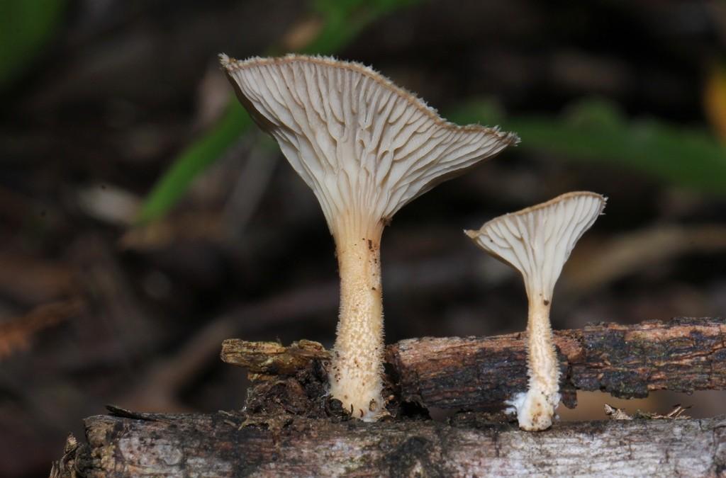 Panus strigellus (Panus strigellus) — Mushroom Guide | ForwardPlant