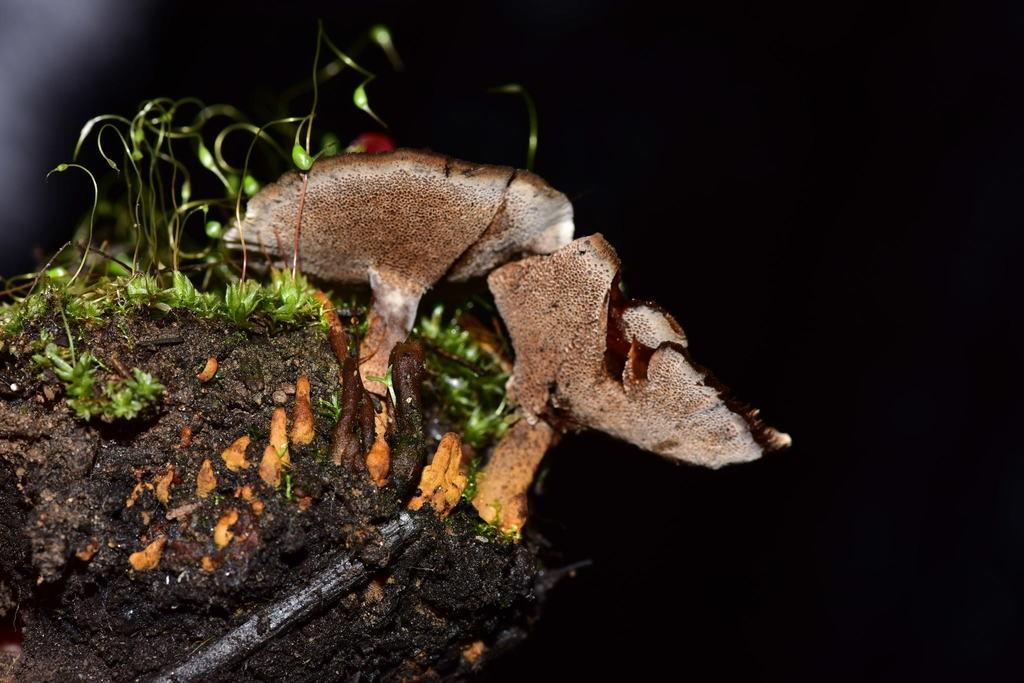 Coltricia confluens (Coltricia confluens) — Mushroom Guide | ForwardPlant