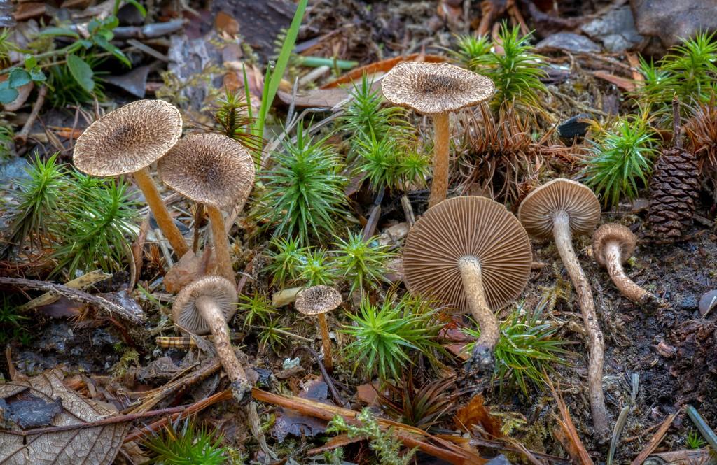 Inocybe leptophylla (Inocybe leptophylla) — Mushroom Guide | PlantJoy