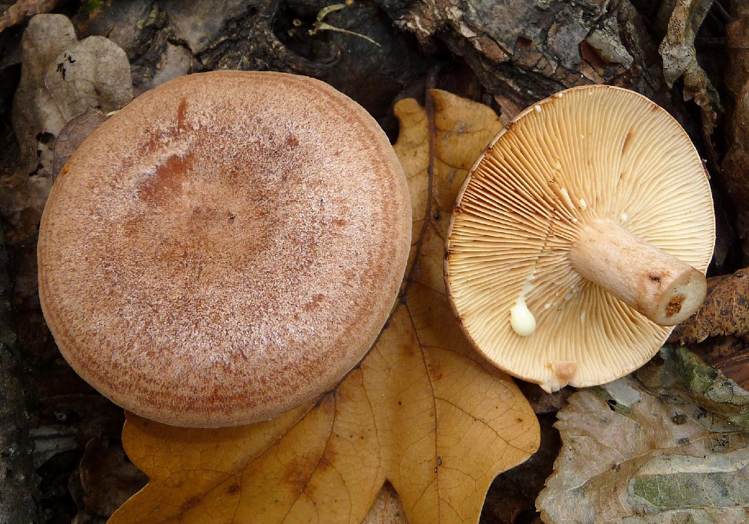 Oak milkcap (Lactarius quietus) — Mushroom Guide | ForwardPlant
