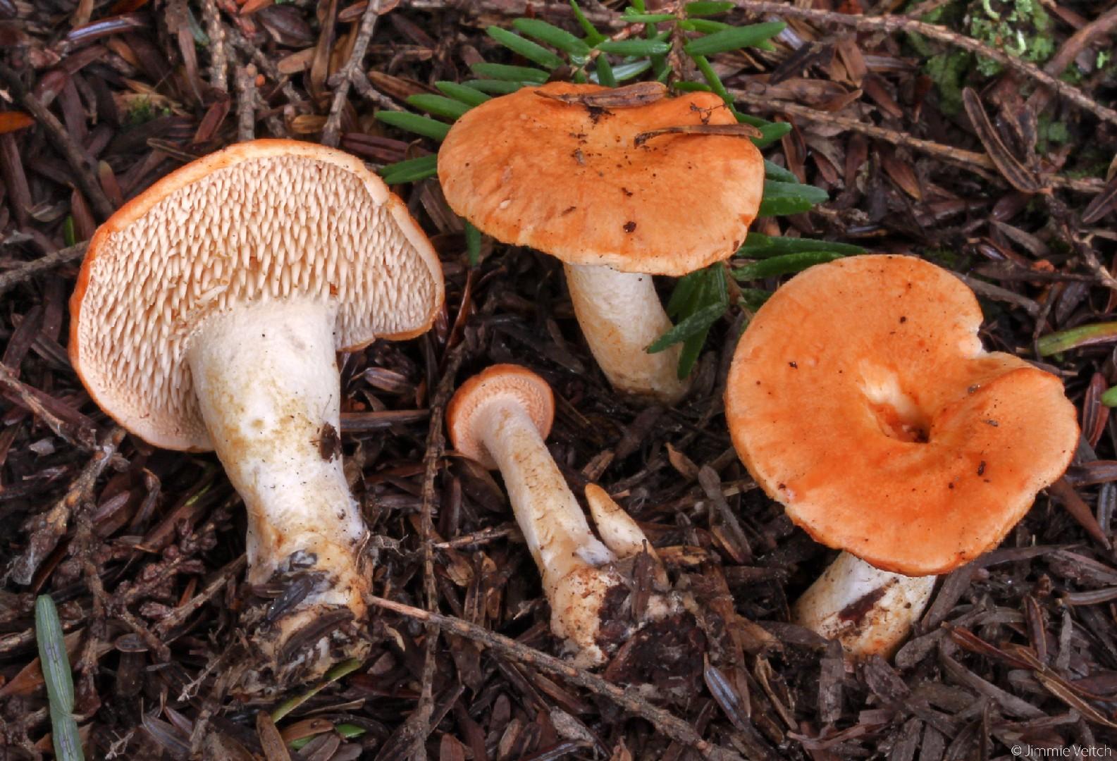 Depressed hedgehog (Hydnum umbilicatum) — Mushroom Guide | ForwardPlant