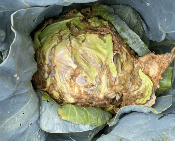 Bacterial Soft Rot: Identifying Symptoms, Causes, and Effective ...