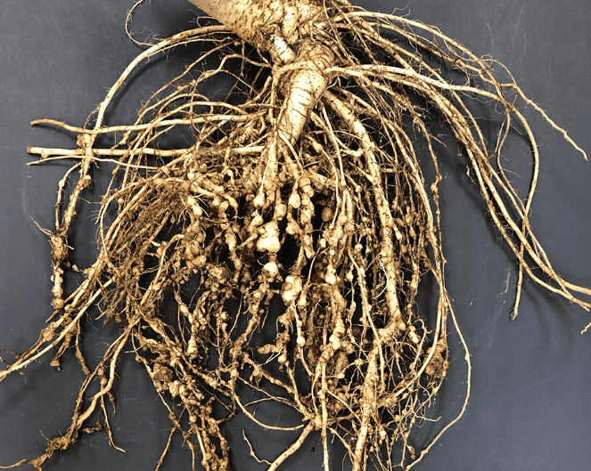 Root-knot Nematode: Identifying Symptoms, Causes, and Effective Treatments for Your Garden ...