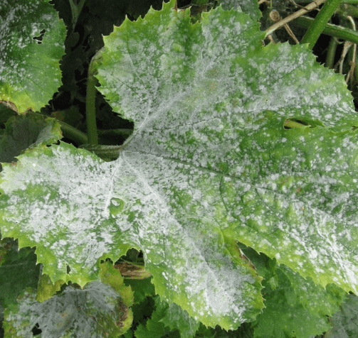 Powdery Mildew: Identifying Symptoms, Causes, and Effective Treatments ...