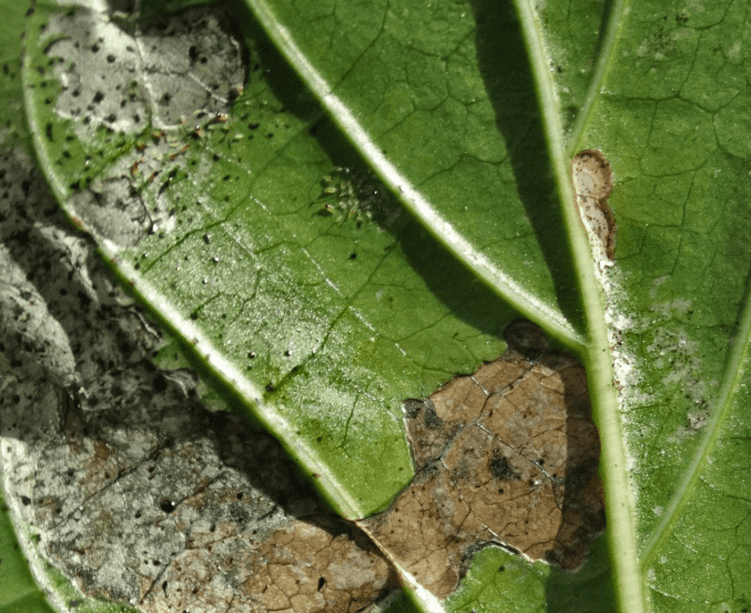 Thrips Damage: Identifying Symptoms, Causes, and Effective Treatments ...