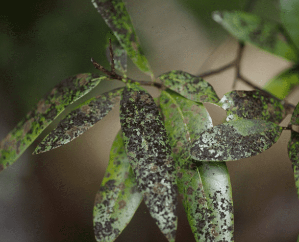 Sooty Mold: Identifying Symptoms, Causes, and Effective Treatments for ...
