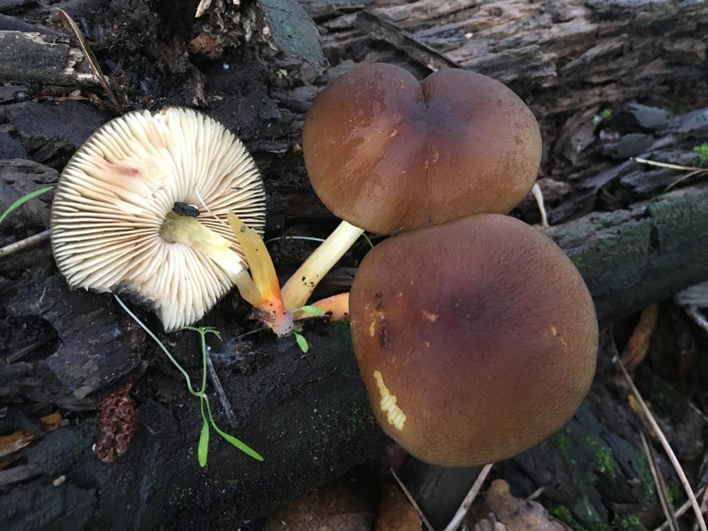 Goldleaf shield (Pluteus romellii) — Mushroom Guide | PlantJoy