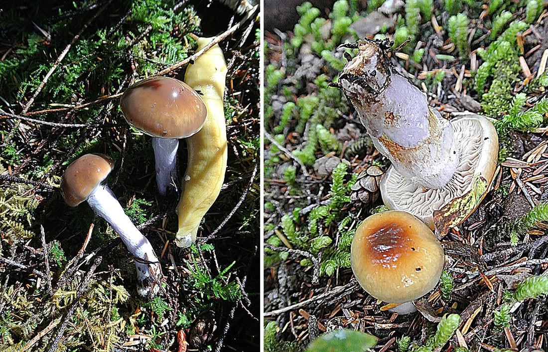 Belted slimy cort (Cortinarius collinitus) — Mushroom Guide | PlantJoy