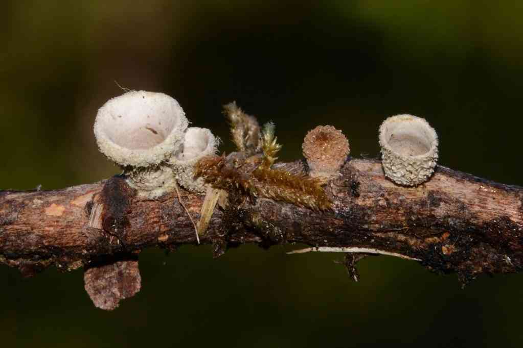 Jellied bird's nest fungus (Nidula candida) — Mushroom Guide | ForwardPlant