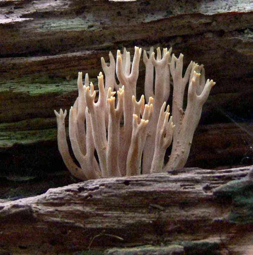 Upright coral (Ramaria stricta) — Mushroom Guide | ForwardPlant