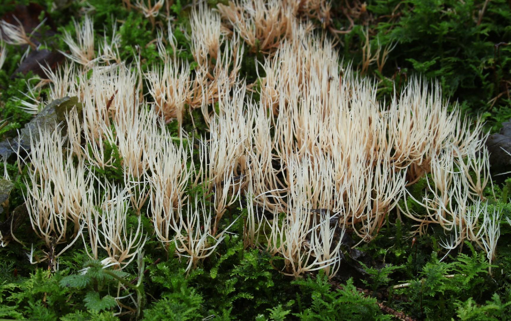 Pterula multifida (Pterula multifida) — Mushroom Guide | ForwardPlant